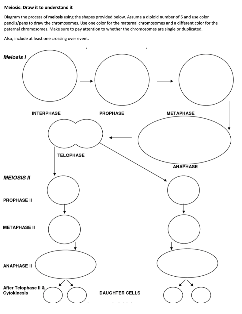 Solved Meiosis: Draw it to understand it Diagram the process | Chegg.com