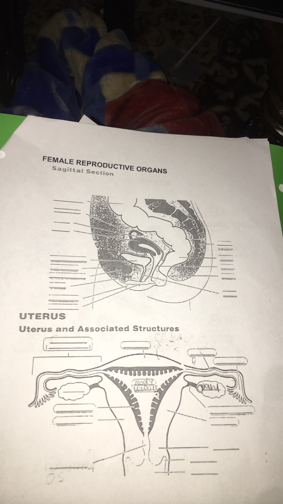 Solved FEMALE REPRODUCTIVE ORGANS Sagittal Section UTERUS | Chegg.com