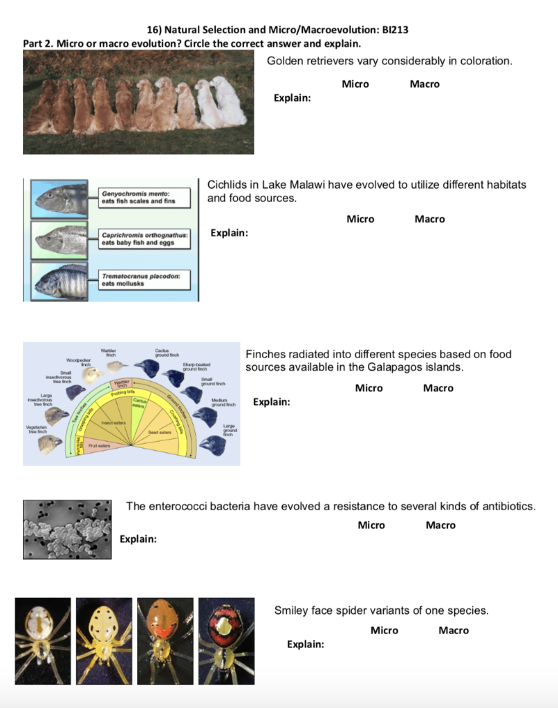 Solved 16 Natural Selection And Micro Macroevolution B1213