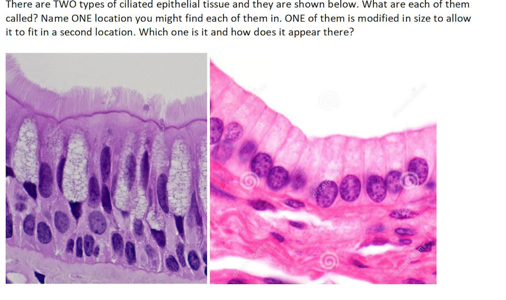 Ciliated Epithelial Tissue