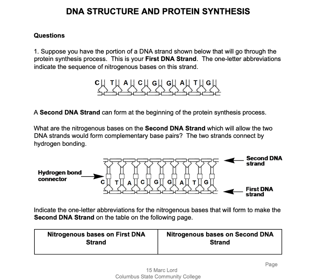 Solved DNA STRUCTURE AND PROTEIN SYNTHESIS Questions 1. | Chegg.com