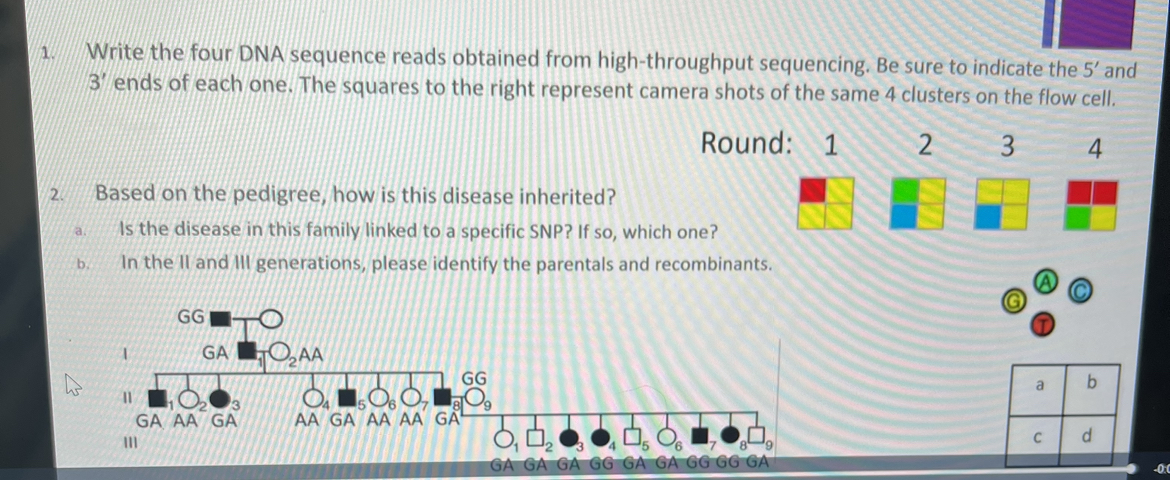 Solved Write the four DNA sequence reads obtained from | Chegg.com
