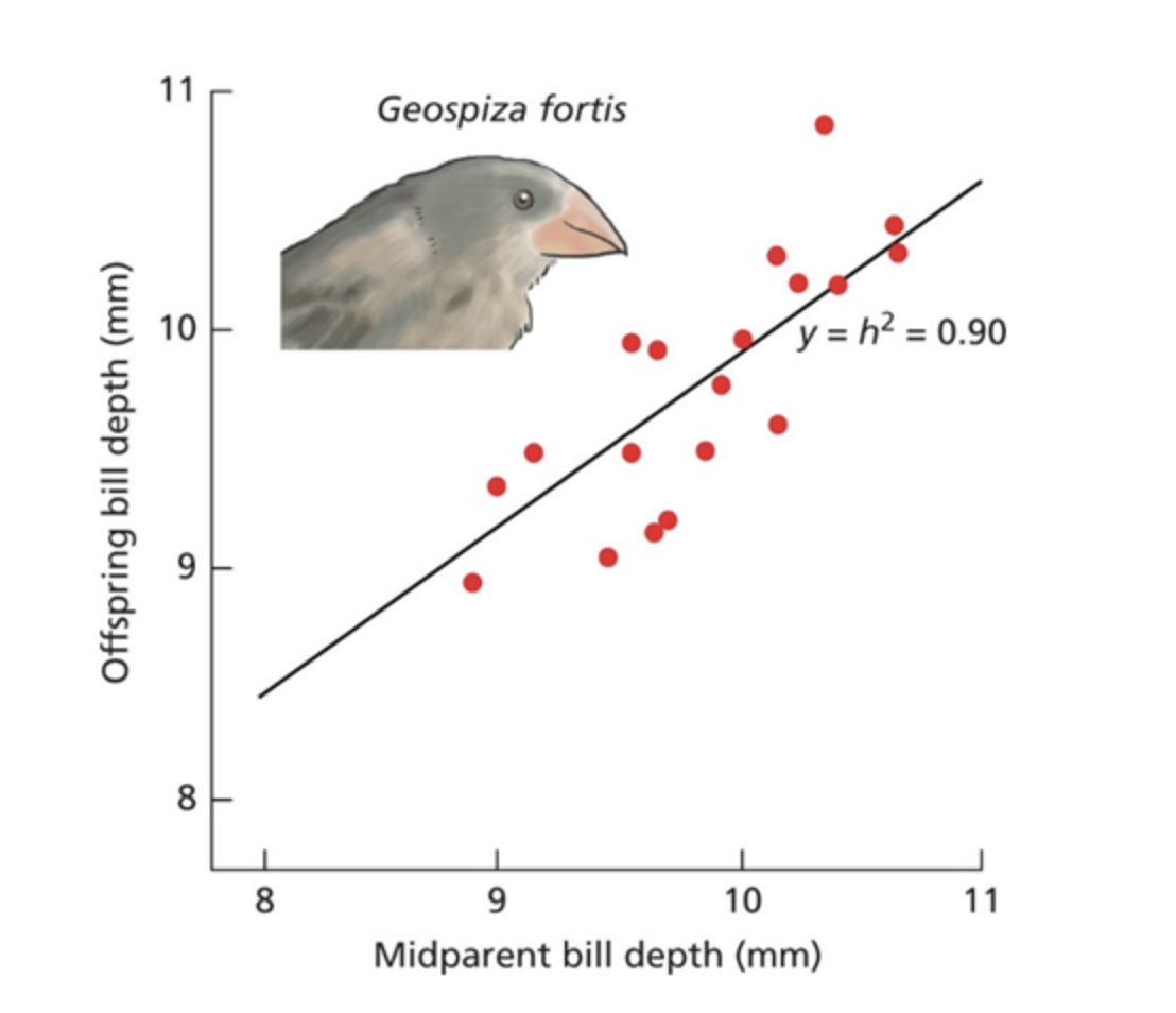 Solved In the figure, mid-parent bill (beak) depth for a | Chegg.com
