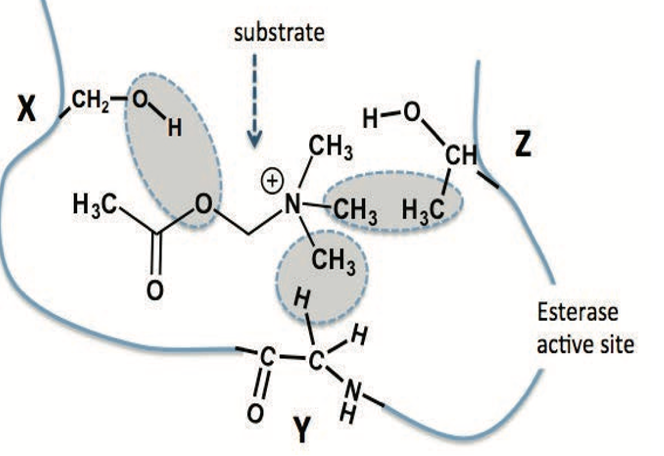 Solved You create two mutants 1 & 2 of the enzyme | Chegg.com