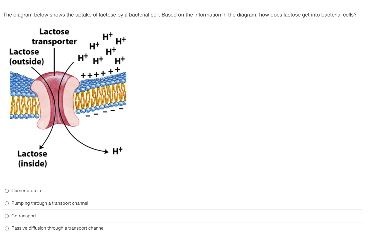 Solved The diagram below shows the uptake of lactose by a | Chegg.com
