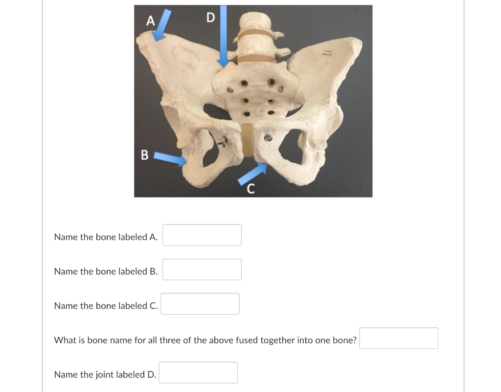 Solved Name the bone labeled A. Name the bone labeled B. | Chegg.com