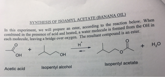 Synthesis Of Isopentyl Acetate Banana Oil Lab Report - Banana Poster Synthesis Of Isopentyl Acetate Banana Oil Lab Report - Banana Poster