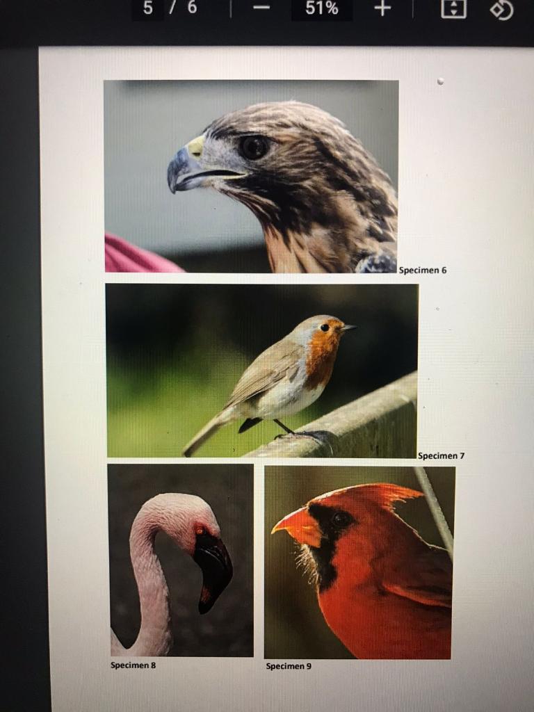 Solved Describe the shape and purpose of the birds’ beaks in | Chegg.com Solved Describe the shape and purpose of the birds’ beaks in | Chegg.com