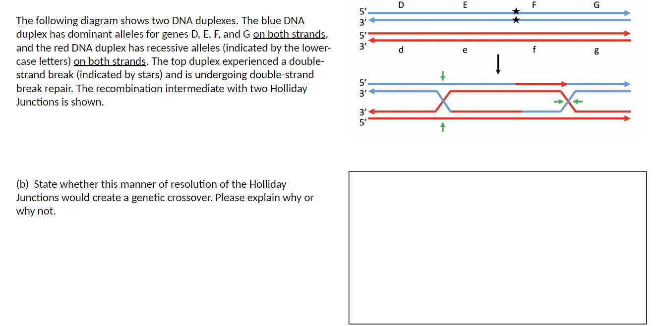 Solved The following diagram shows two DNA duplexes. The | Chegg.com