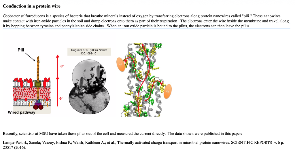 Solved Conduction in a protein wire Geobacter sulfurreducens | Chegg.com