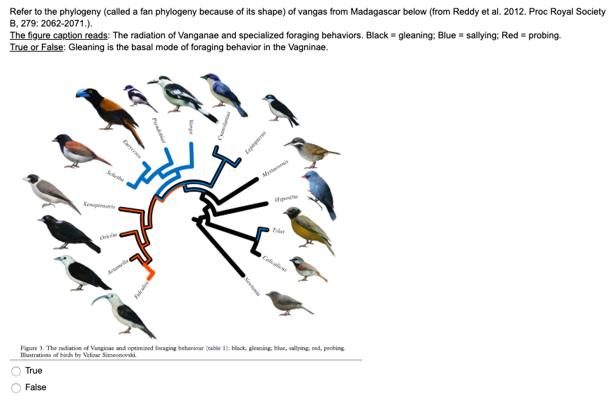Solved Refer to the phylogeny (called a fan phylogeny | Chegg.com