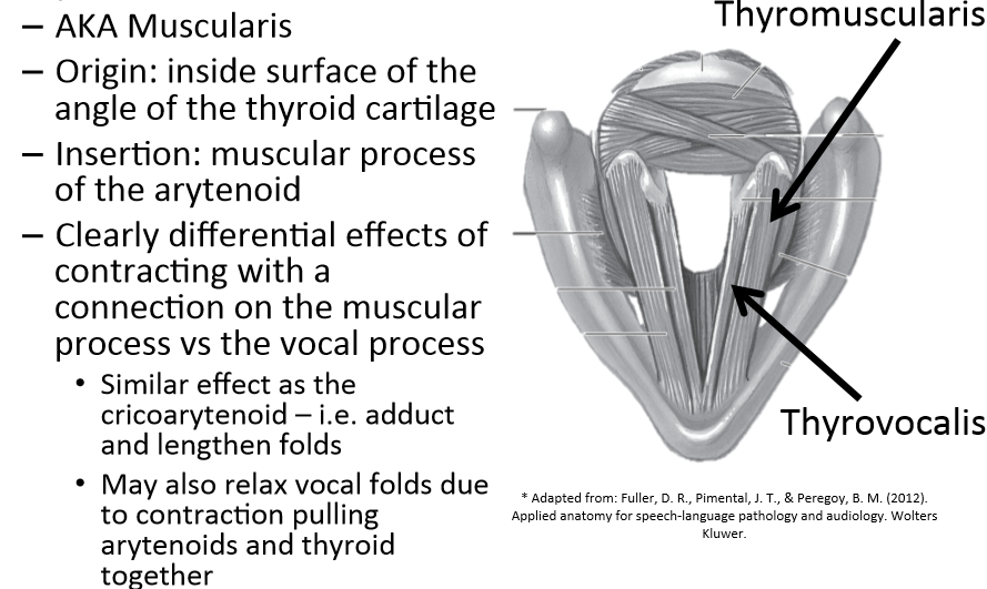 Thyrovocalis