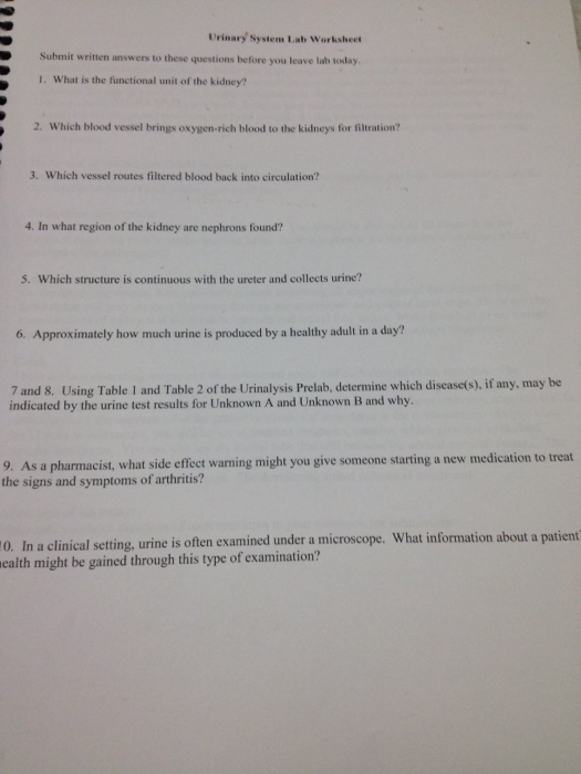 Solved Urinary System Lab Worksheet Submit written answers | Chegg.com