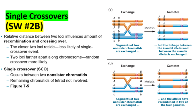 Single Crossovers (SW \#2B) - Relative distance | Chegg.com