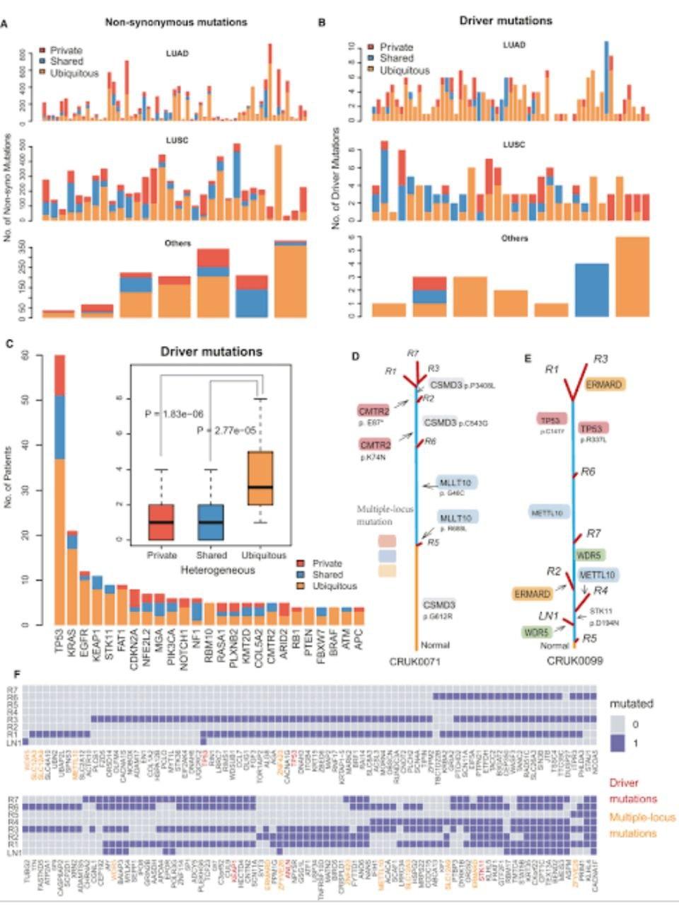 Solved A Non-synonymous mutations Driver mutations LUAD LUAD | Chegg.com