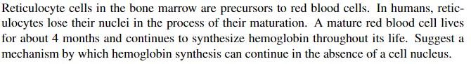Solved Reticulocyte cells in the bone marrow are precursors | Chegg.com