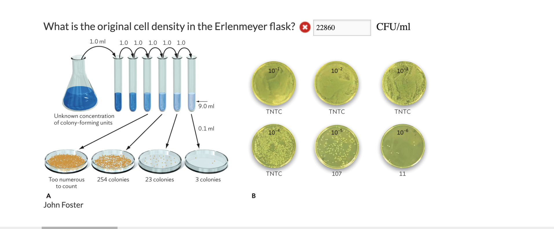 Solved What is the original cell density in the Erlenmeyer | Chegg.com