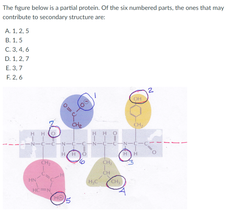 Solved The figure below is a partial protein. Of the six | Chegg.com
