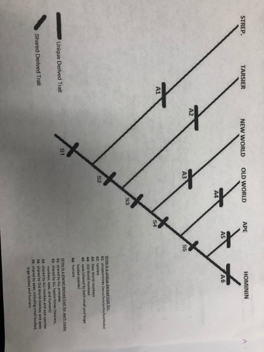 Solved Write in a unique derived trait for: A1: | Chegg.com