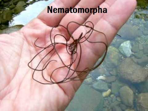 Solved Nematomorpha | Chegg.com