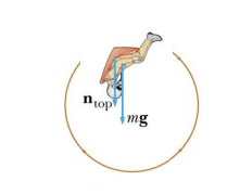Solved Vertical Circular Motion (Loop-de-Loop) analising at | Chegg.com