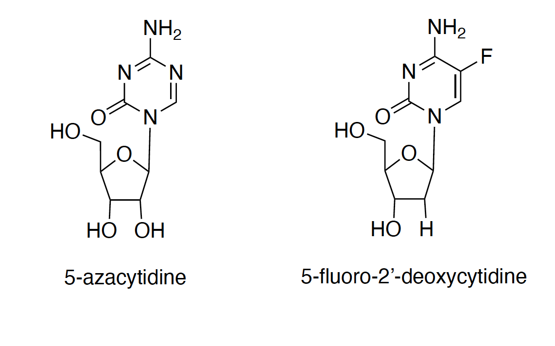 Solved The methylation of cytosine residues in DNA plays a | Chegg.com