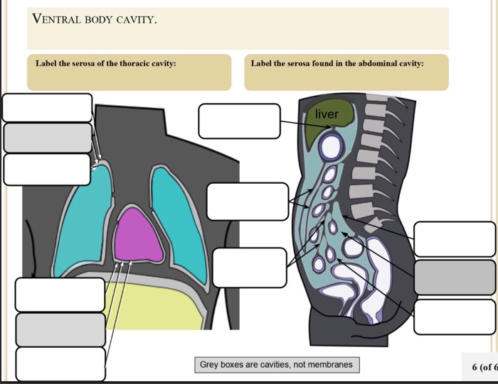 Solved VENTRAL BODY CAVITY Label the serosa of the thoracic | Chegg.com