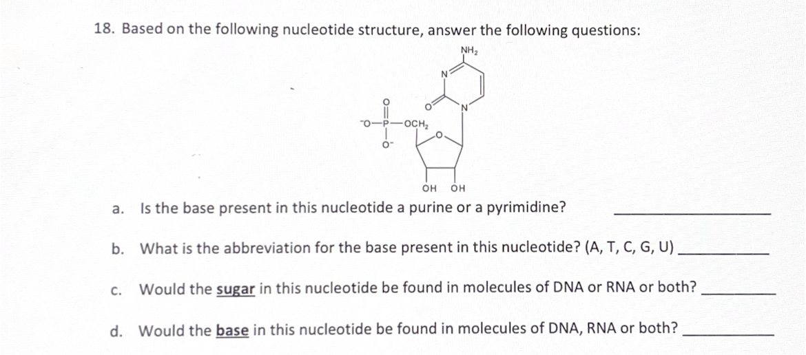 Solved 18. Based on the following nucleotide structure, | Chegg.com
