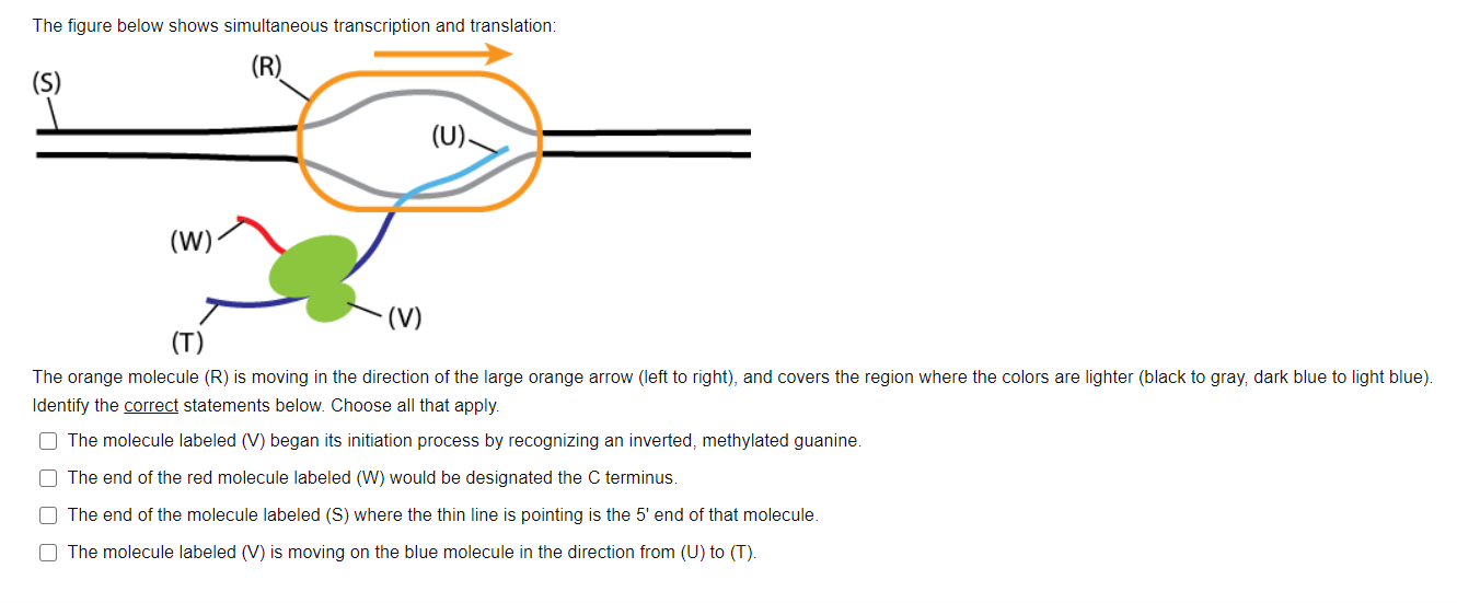 Solved The figure below shows simultaneous transcription and | Chegg.com