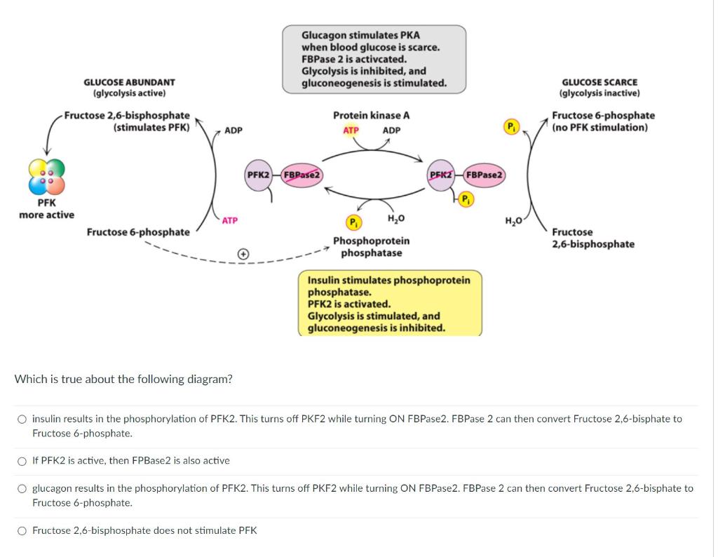Solved Glucagon stimulates PKA when blood glucose is scarce. | Chegg.com
