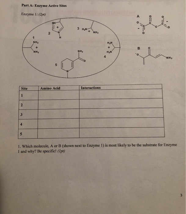 Solved Part A: Enzyme Active Sites Enzyme 1: (2pt) NH 3 Ha | Chegg.com