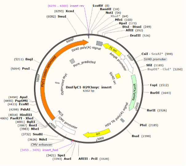Solved Using these 2 plasmids, Explain how the CMV promotor | Chegg.com