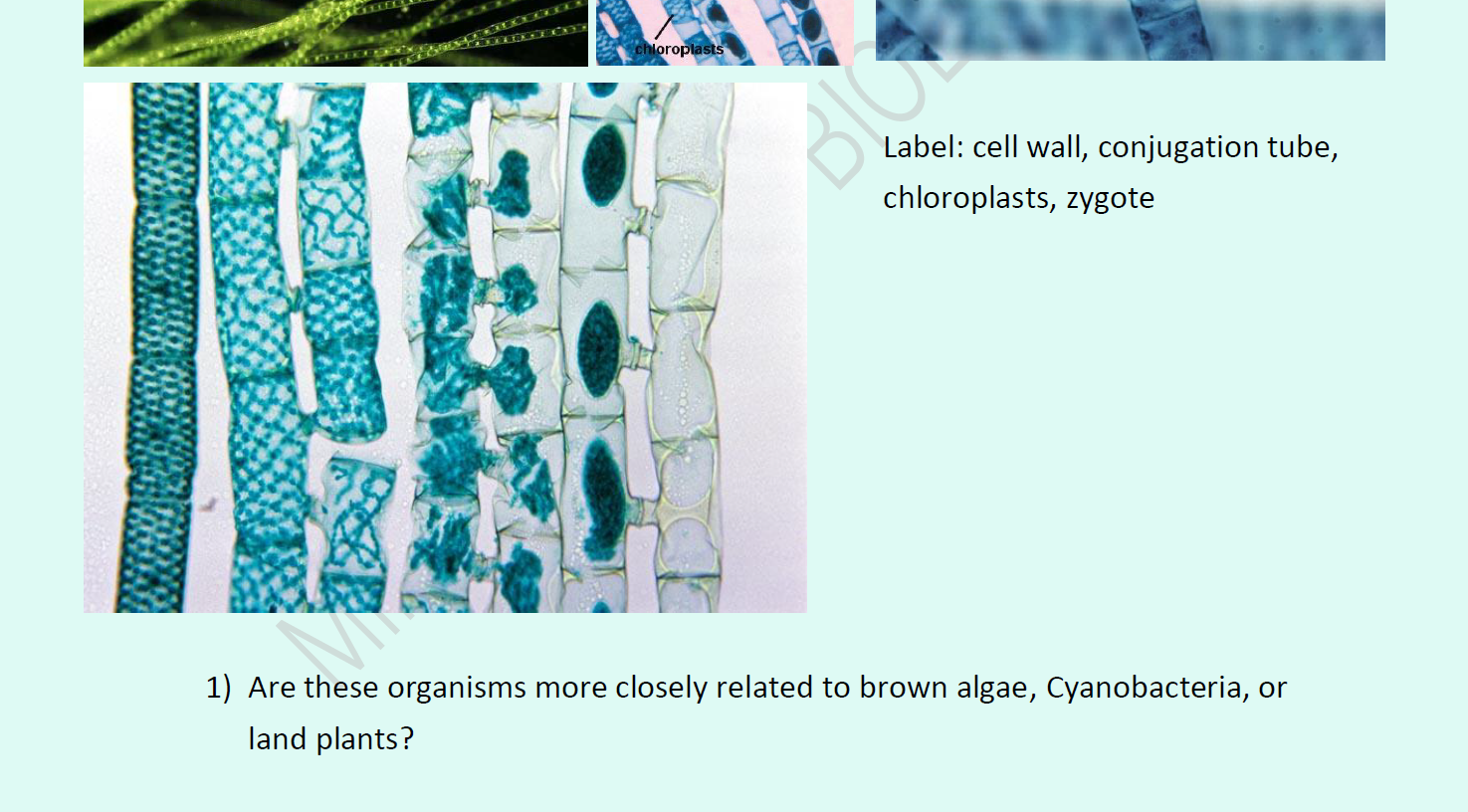Solved Melosis Rose 47 2. Phylum Heterokontophyta | Chegg.com