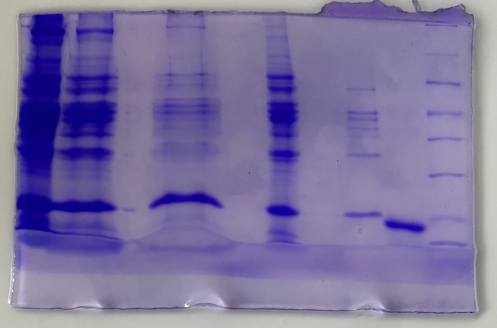 1. Using the gel image provided to calculate the | Chegg.com