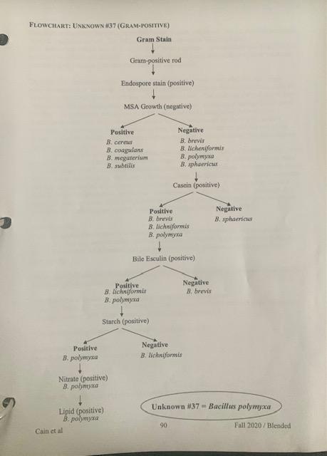 I need help writing an unknown lab report. The | Chegg.com