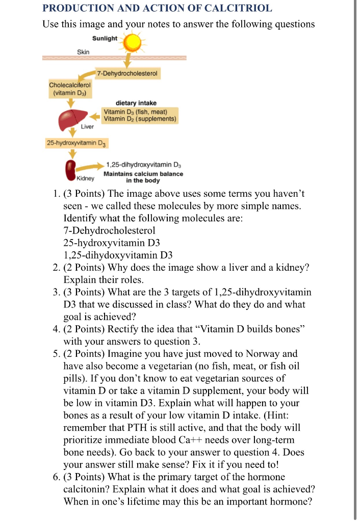 Solved PRODUCTION AND ACTION OF CALCITRIOL Use this image | Chegg.com