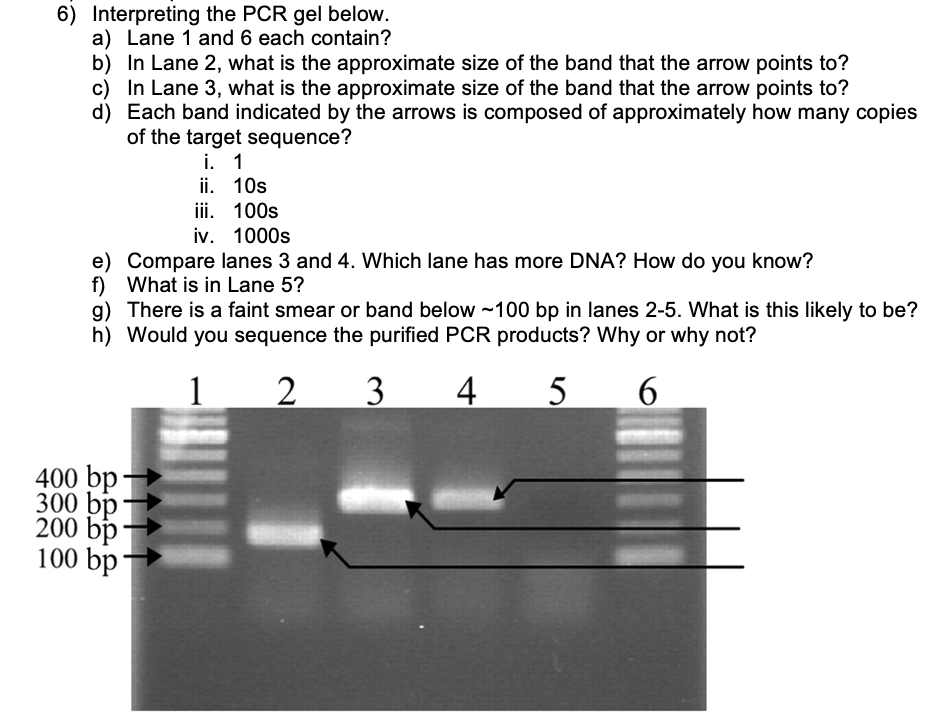 Solved Please use the image of PCR gel below to interpret | Chegg.com