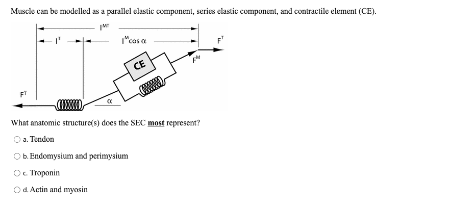 Solved Muscle can be modelled as a parallel elastic | Chegg.com