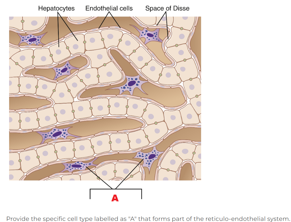 Solved Provide the specific cell type labelled as "A" ﻿that | Chegg.com