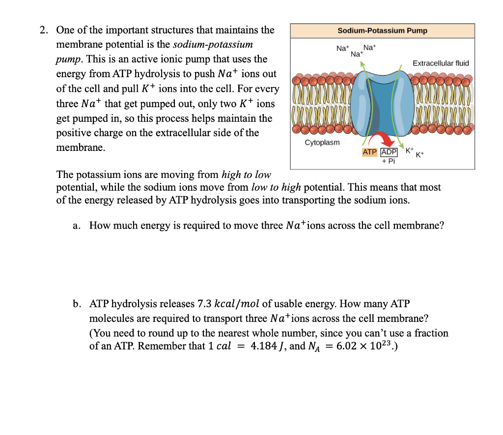 Sodium Potassium Pump Structure