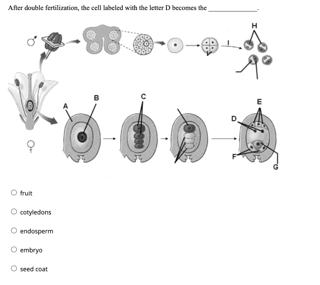 Solved After double fertilization, the cell labeled with the | Chegg.com