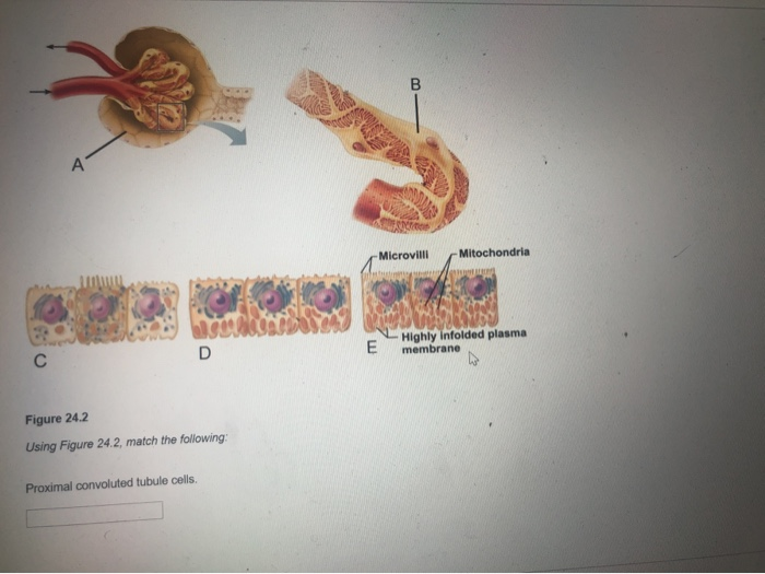 Solved -Microvilli Mitochondria Highly Infolded plasma | Chegg.com