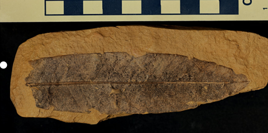 Solved Question 1. What type of fossil preservation creates | Chegg.com