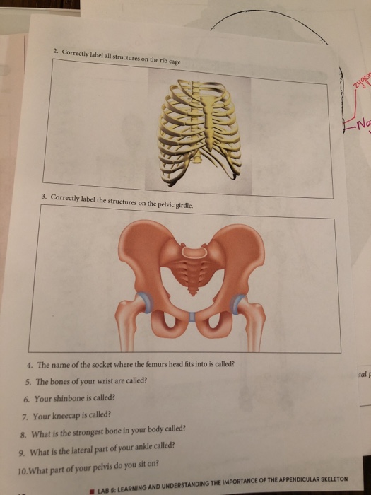 Solved HOMEWORK Name Date 1. Label the appendicular skeleton | Chegg.com
