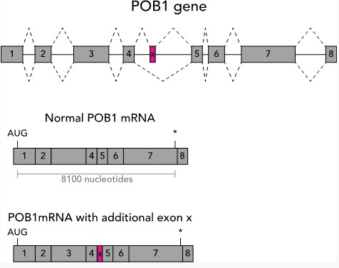 Solved A human gene (let’s call it POB1) normally contains 8 | Chegg.com