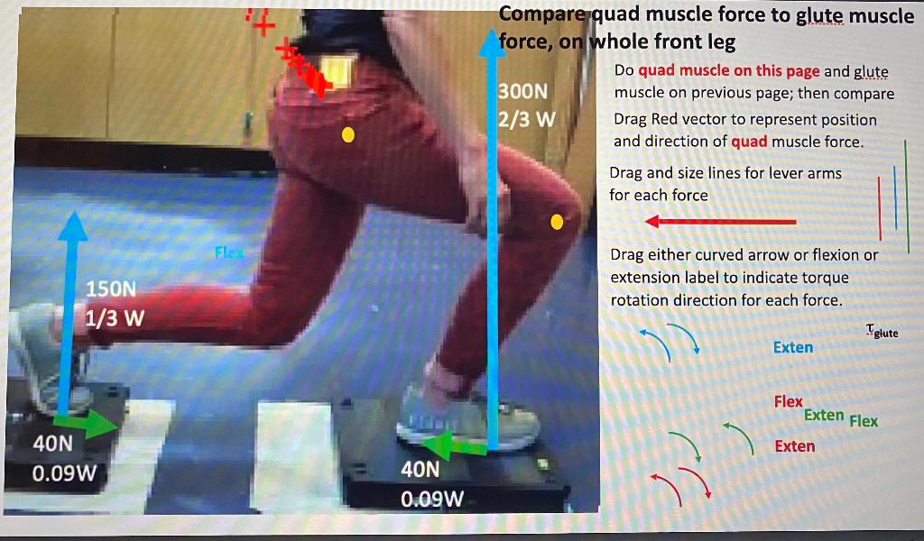 Compare quad muscle force to glute muscle force, on | Chegg.com