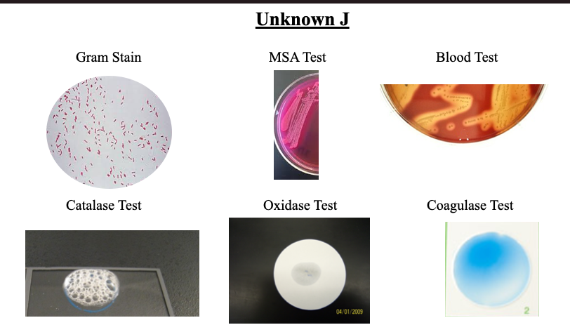 Solved Unknown J Gram Stain MSA Test Blood Test Catalase | Chegg.com