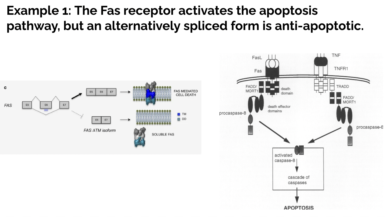 Solved Example 1: The Fas receptor activates the apoptosis | Chegg.com