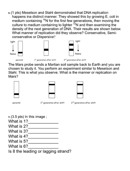Solved s. (1 pts) Meselson and Stahl demonstrated that DNA | Chegg.com