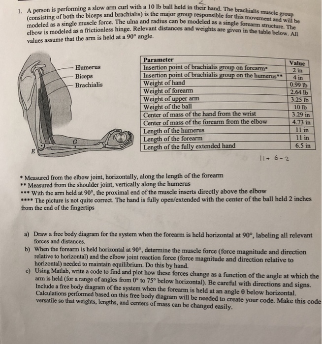 Solved A person is performing a slow arm curl with a 10 lb | Chegg.com